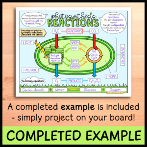 Photosynthesis Reactions Doodle Notes - Emmatheteachie