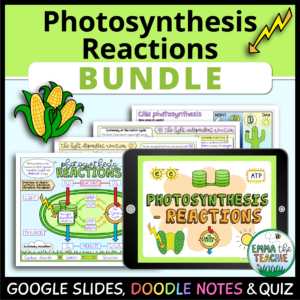Photosynthesis Reactions Google Slides - Emmatheteachie