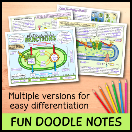 Photosynthesis Reactions Bundle - Emmatheteachie