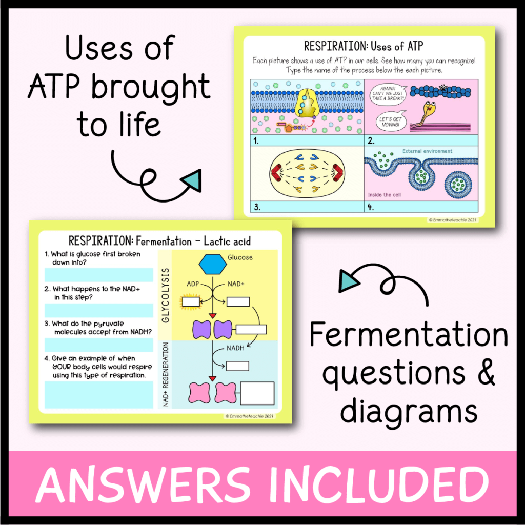 Cellular Respiration Google Slides Activities Emmatheteachie cellular-respiration-google-slides-activities-emmatheteachie