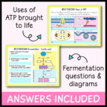 Cellular Respiration Google Slides Activities - Emmatheteachie