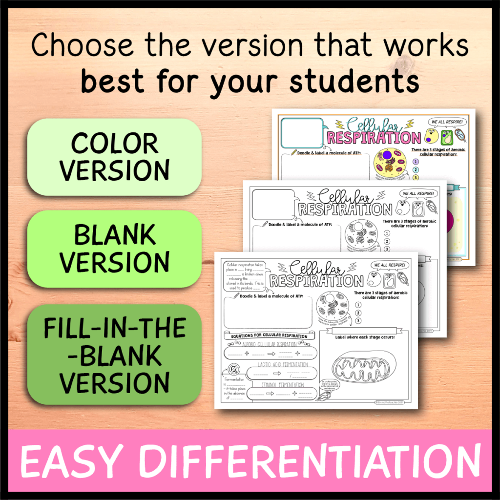 Cellular Respiration Doodle Notes Emmatheteachie Resources