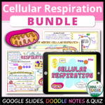 Cellular Respiration Lesson - Emmatheteachie Resources