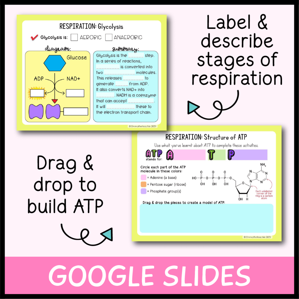 Cellular Respiration Lesson - Emmatheteachie Resources