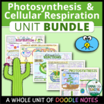 Photosynthesis and Respiration Unit Bundle of Doodle Notes