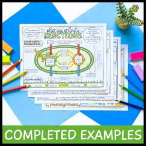 Photosynthesis and Respiration Unit Bundle of Doodle Notes