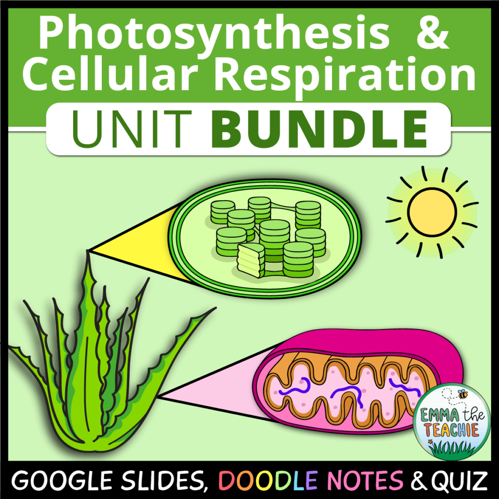 Photosynthesis Doodle Notes - Emmatheteachie