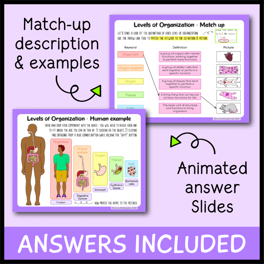 Levels of Organization Google Slides - Emmatheteachie Resources