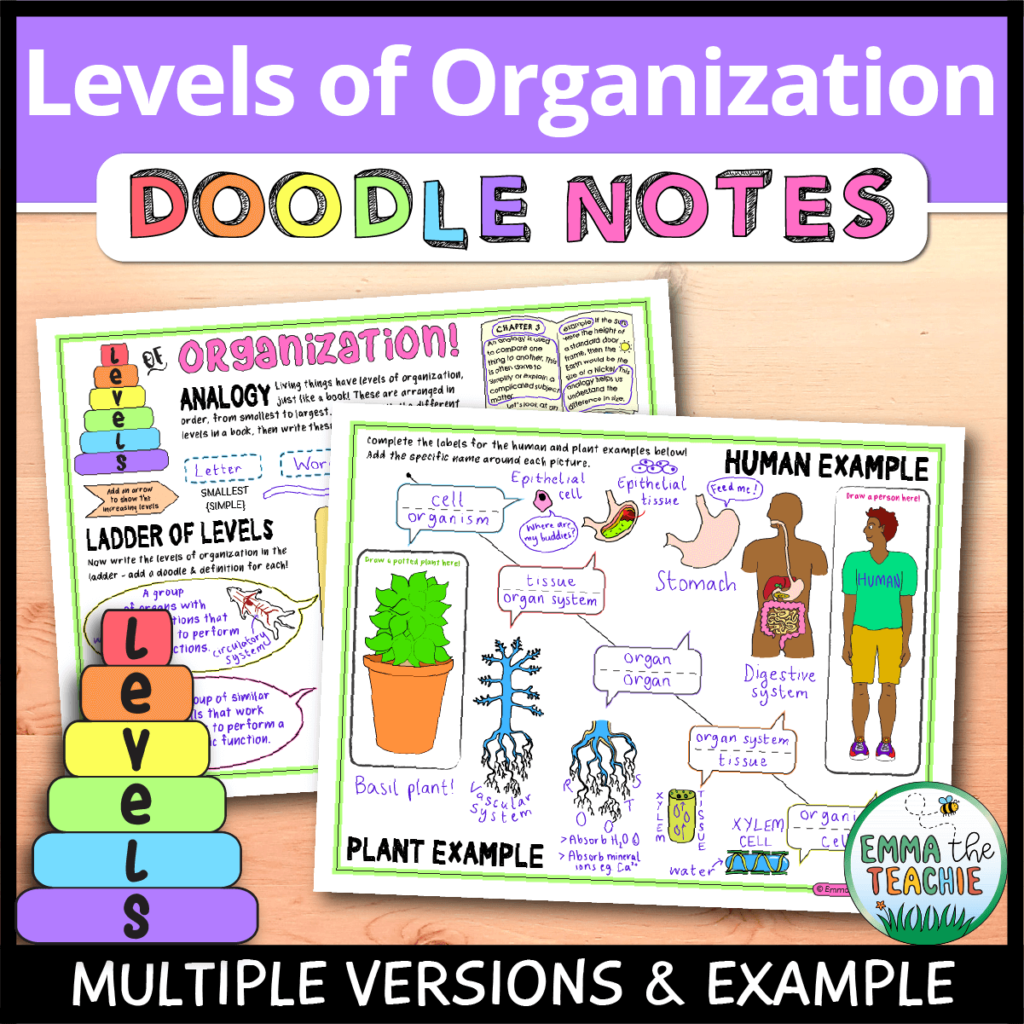 Levels of Organization Doodle Notes - Emmatheteachie Resources