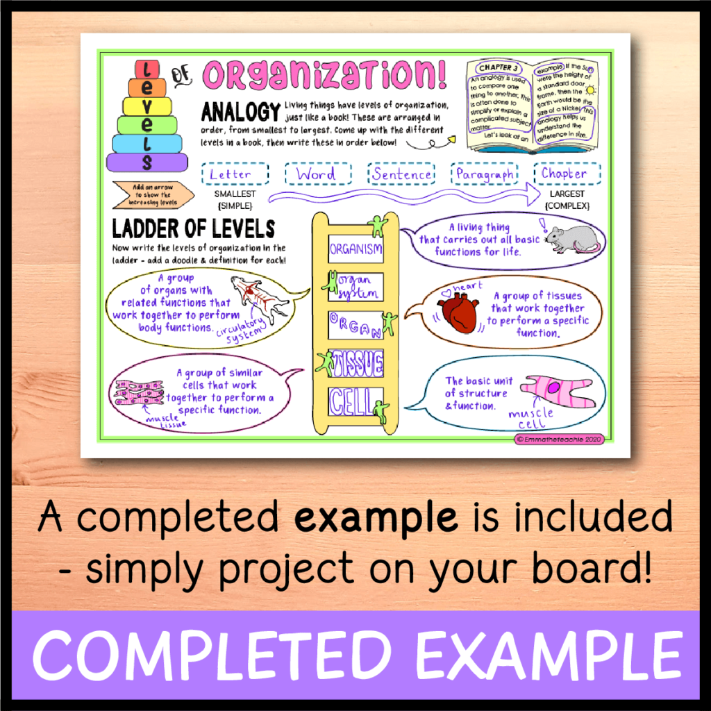 Levels of Organization Doodle Notes - Emmatheteachie Resources