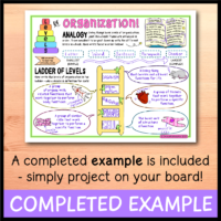 Levels of Organization Doodle Notes - Emmatheteachie Resources