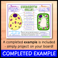 Eukaryotic and Prokaryotic Cells Doodle Notes - Emmatheteachie