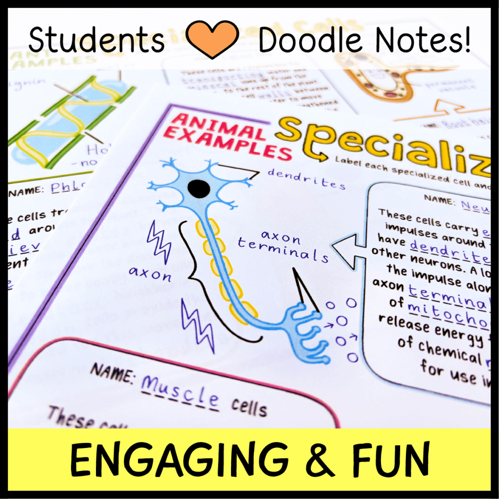 Specialized Cells Doodle Notes - Emmatheteachie