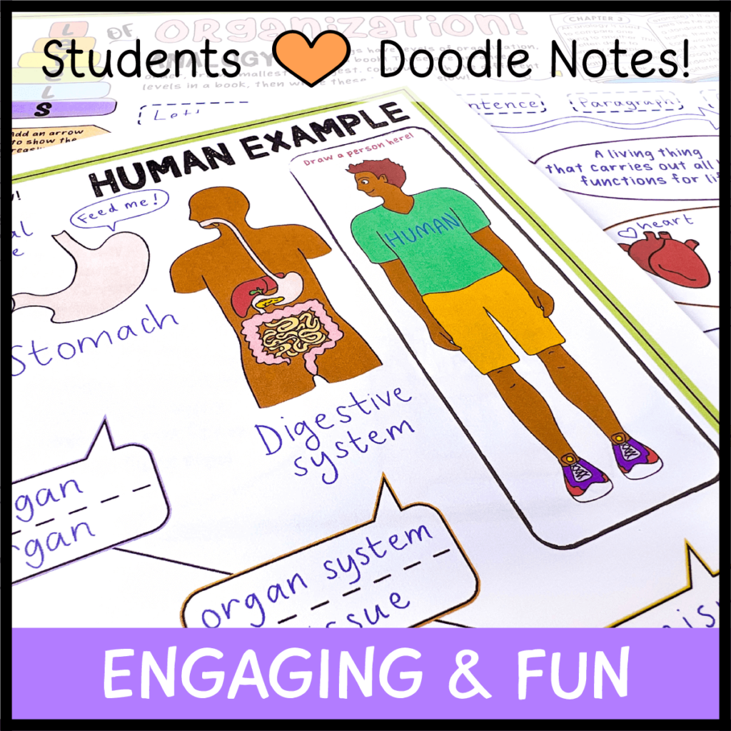 Levels of Organization Doodle Notes - Emmatheteachie Resources