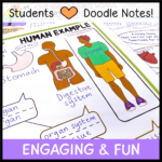 Levels of Organization Doodle Notes - Emmatheteachie Resources