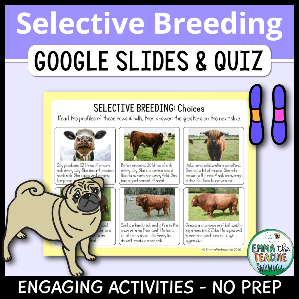 Selective Breeding Google Slides - Emmatheteachie