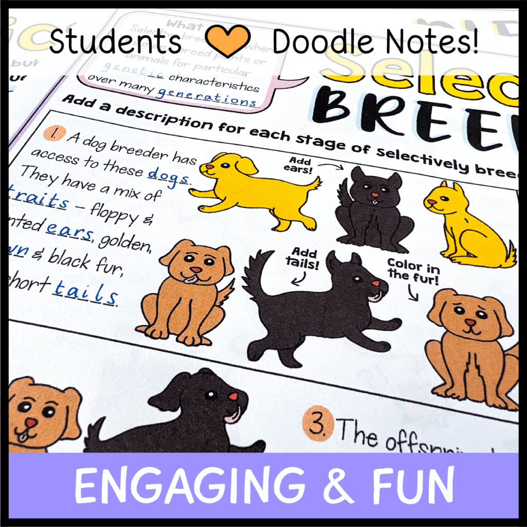 Selective Breeding Doodle Notes - Emmatheteachie