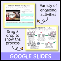 Selective Breeding Lesson Bundle - Emmatheteachie Resources