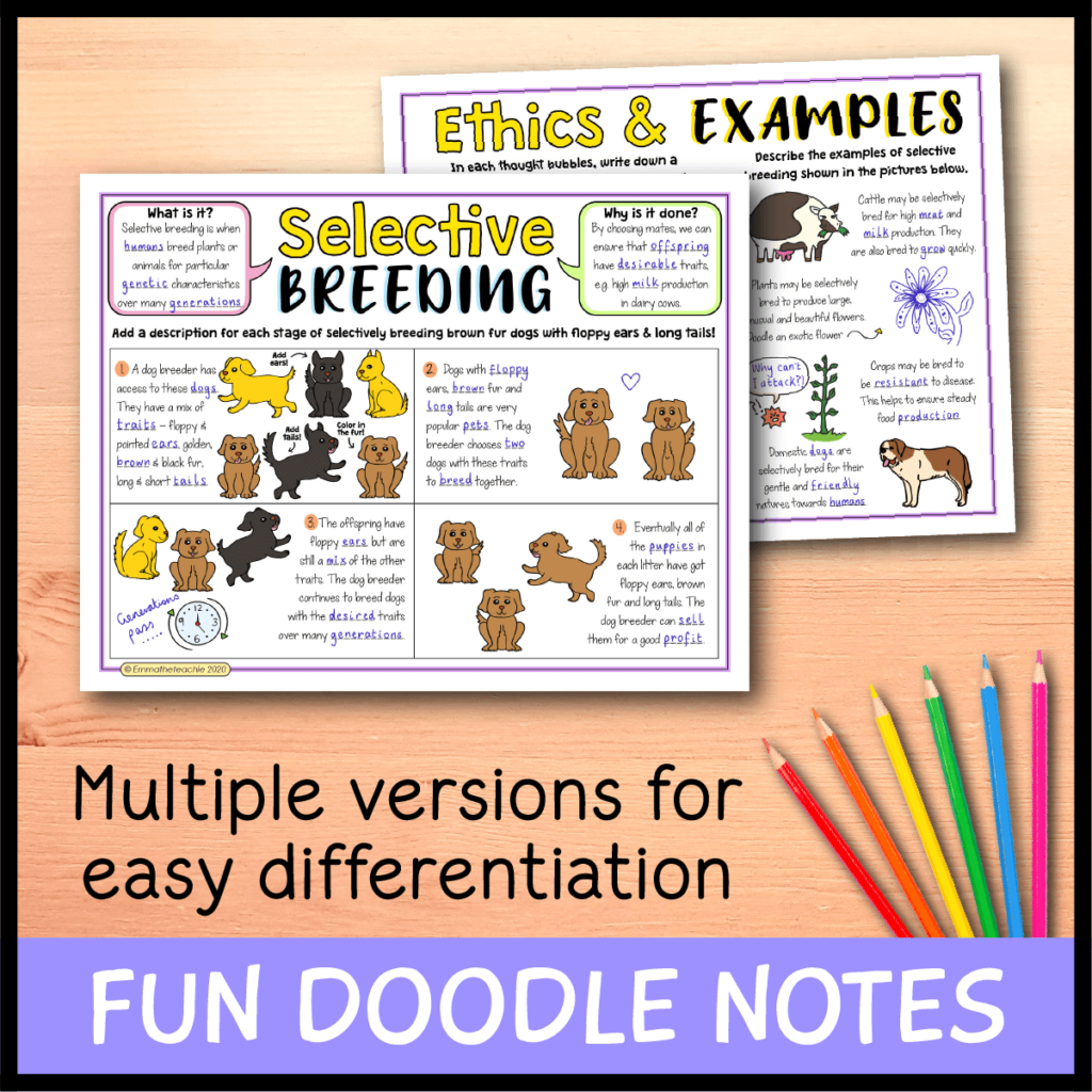 Selective Breeding Lesson Bundle - Emmatheteachie Resources