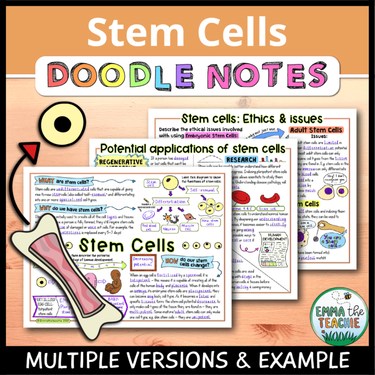 Stem Cells Doodle Notes - Emmatheteachie