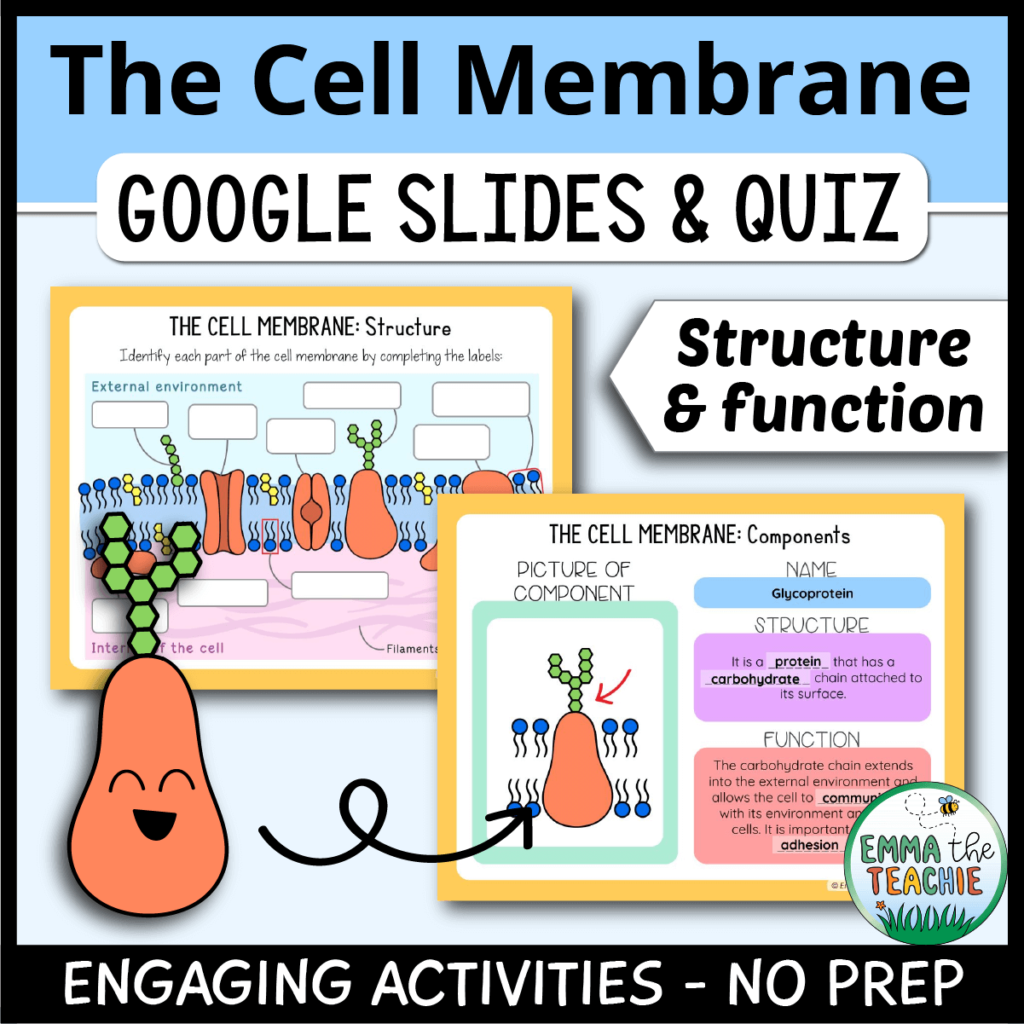 The Cell Membrane Doodle Notes - Emmatheteachie
