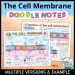 The Cell Membrane Doodle Notes - Emmatheteachie