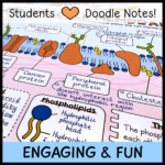 The Cell Membrane Doodle Notes - Emmatheteachie