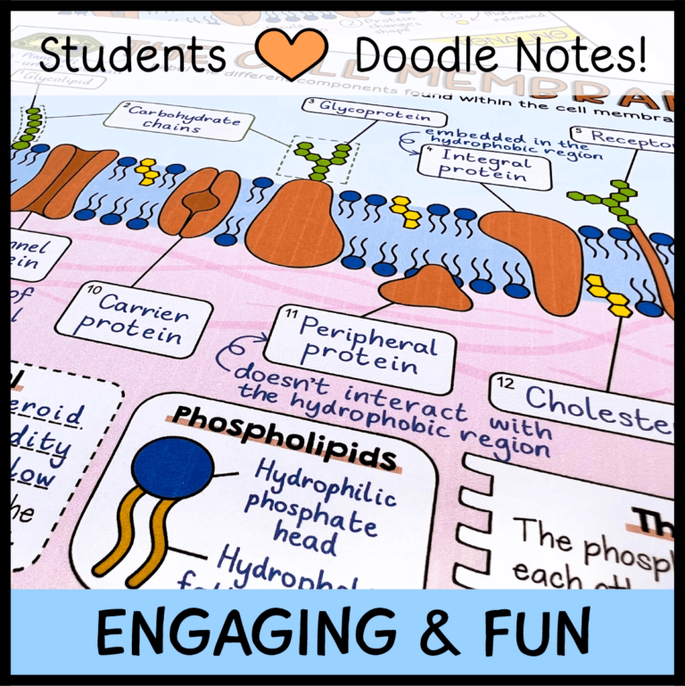 The Cell Membrane Doodle Notes - Emmatheteachie