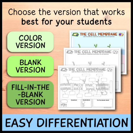 The Cell Membrane Doodle Notes - Emmatheteachie