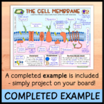 The Cell Membrane Doodle Notes - Emmatheteachie