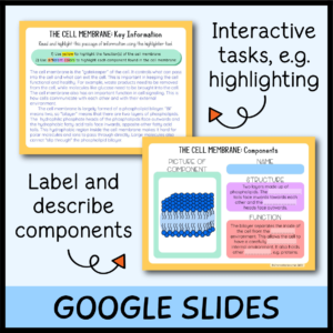 The Cell Membrane Lesson Bundle - Emmatheteachie