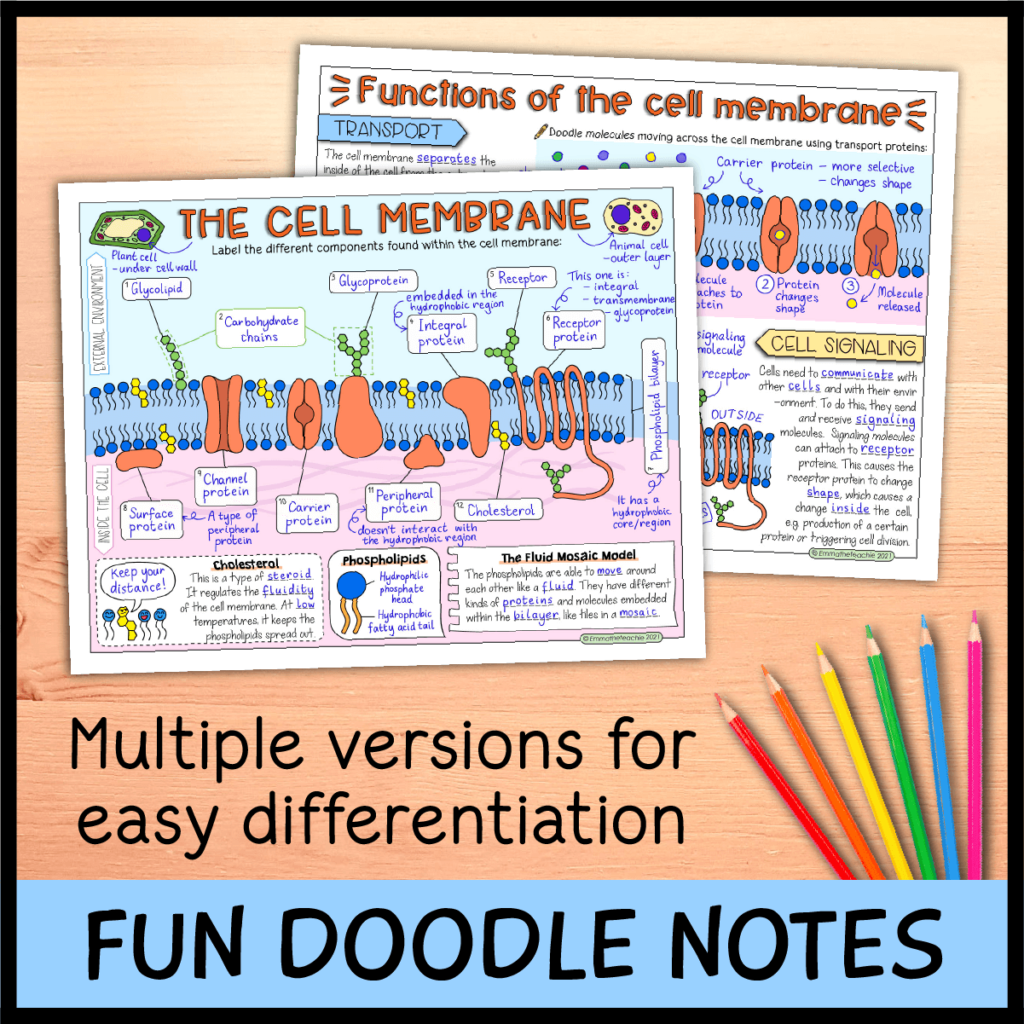 The Cell Membrane Lesson Bundle - Emmatheteachie
