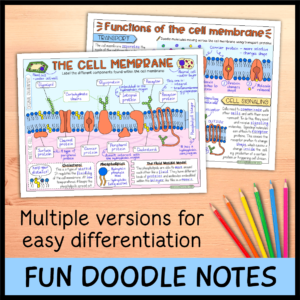 The Cell Membrane Lesson Bundle - Emmatheteachie