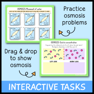 Osmosis Google Slides - Emmatheteachie Resources