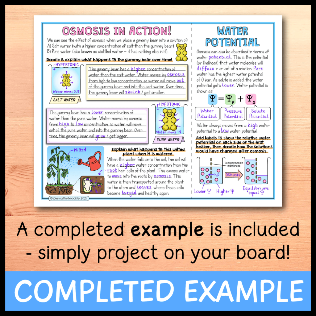 Osmosis Doodle Notes - Emmatheteachie Resources