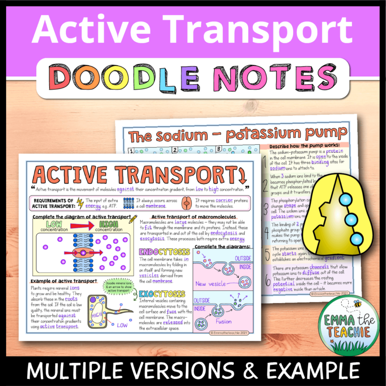 Osmosis Doodle Notes - Emmatheteachie Resources
