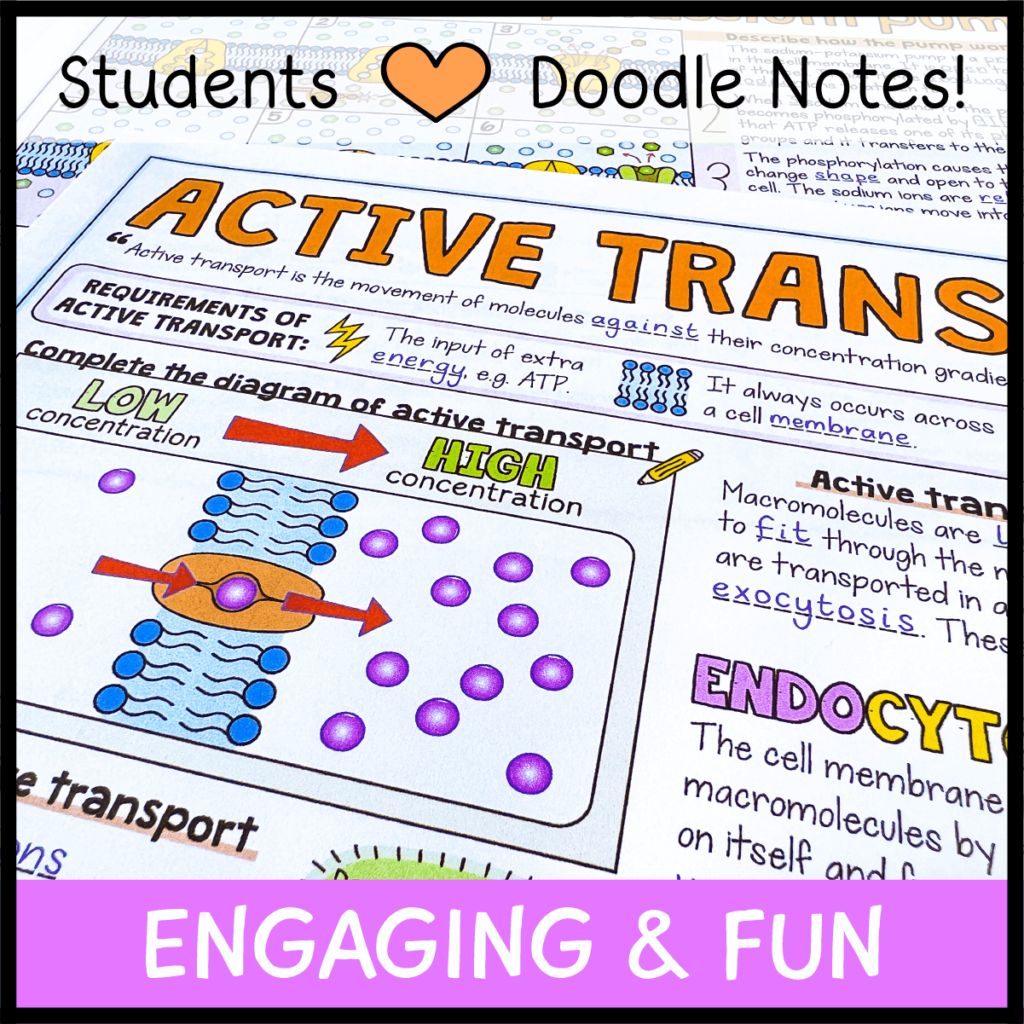 Active Transport Doodle Notes - Emmatheteachie