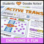 Active Transport Doodle Notes - Emmatheteachie