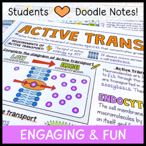 Active Transport Doodle Notes - Emmatheteachie