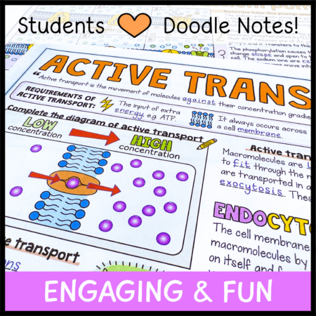 Active Transport Doodle Notes - Emmatheteachie