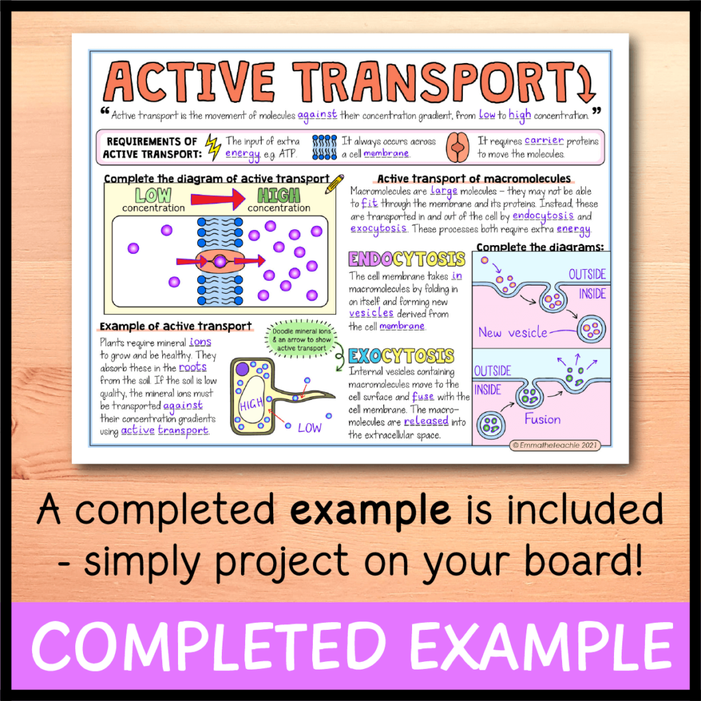 Active Transport Doodle Notes - Emmatheteachie