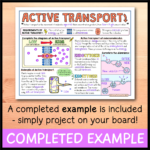 Active Transport Doodle Notes - Emmatheteachie