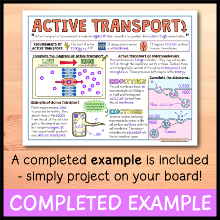 Active Transport Doodle Notes - Emmatheteachie