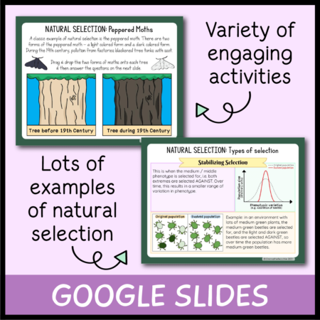 Evolution and Natural Selection Lesson Bundle - Emmatheteachie