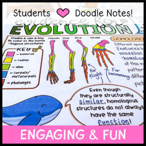 Evidence for Evolution Doodle Notes - Emmatheteachie