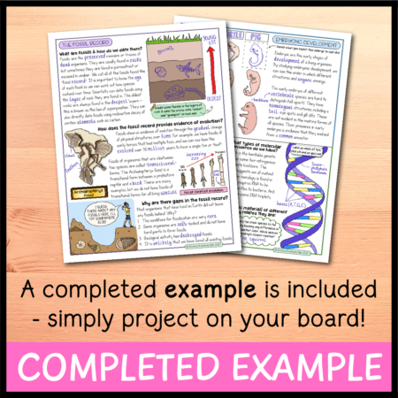 Evidence for Evolution Doodle Notes - Emmatheteachie