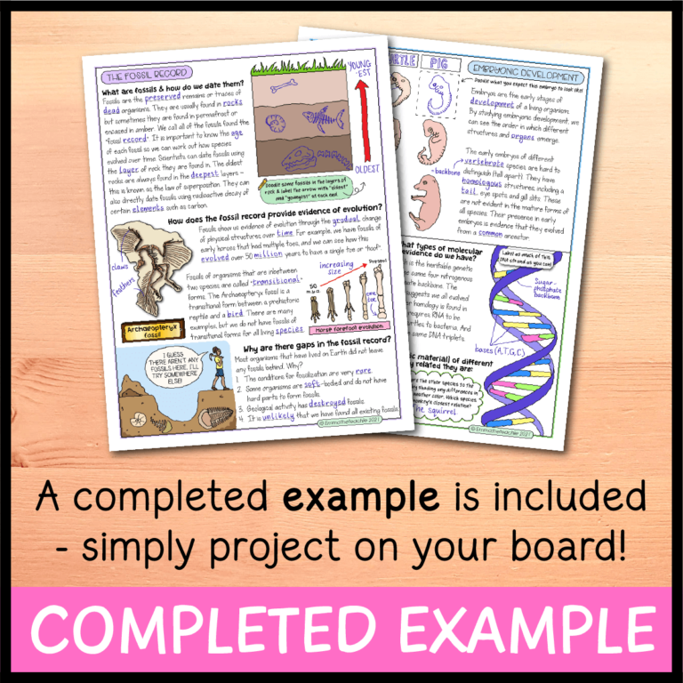 Evidence for Evolution Doodle Notes - Emmatheteachie