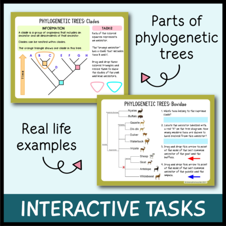 Phylogenetic Trees Google Slides - Emmatheteachie
