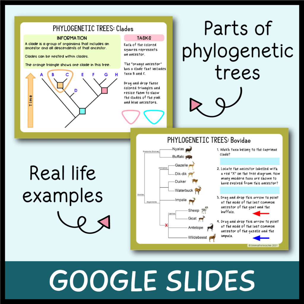 Phylogenetic Trees Lesson Bundle - Emmatheteachie Resources