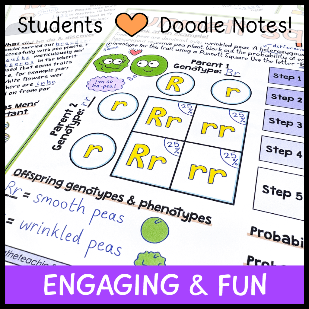 Mendel and Punnett Squares Doodle Notes - Emmatheteachie